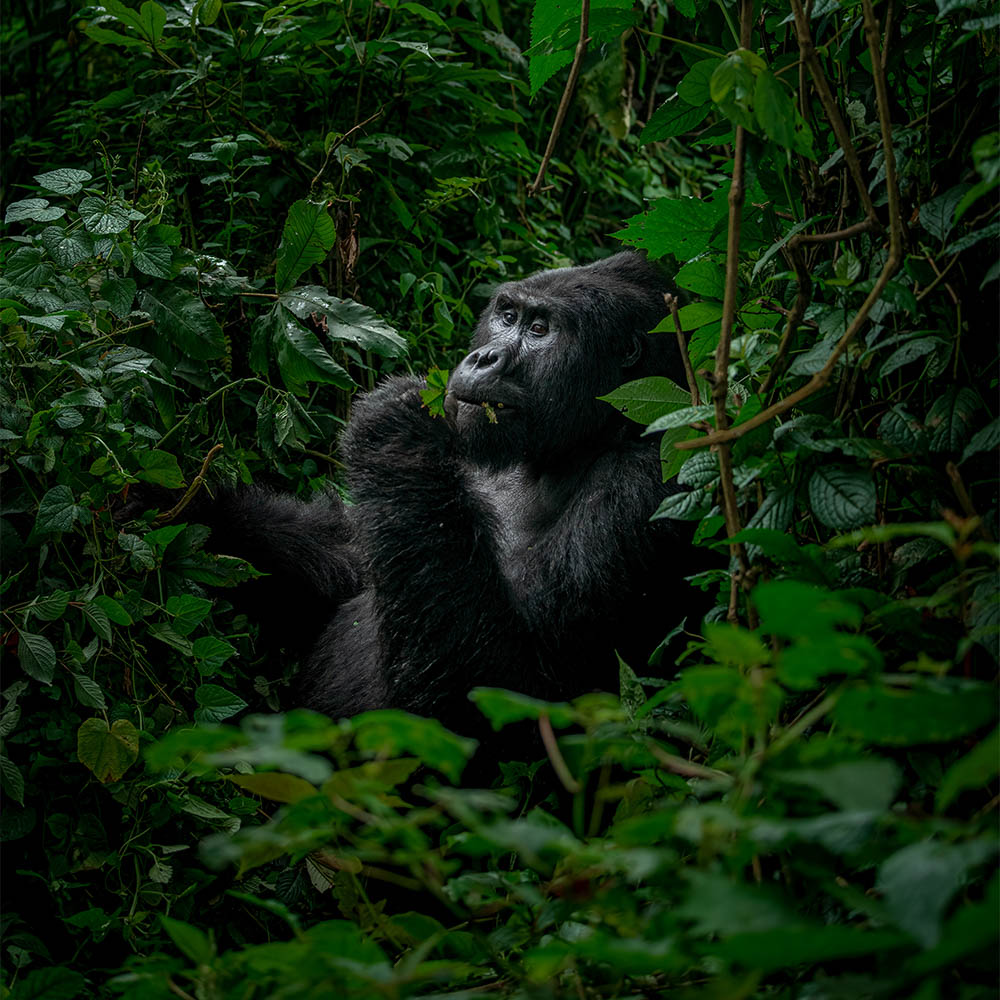 Goryle w Ugandzie – gatunek na krawędzi, który odmienił kraj